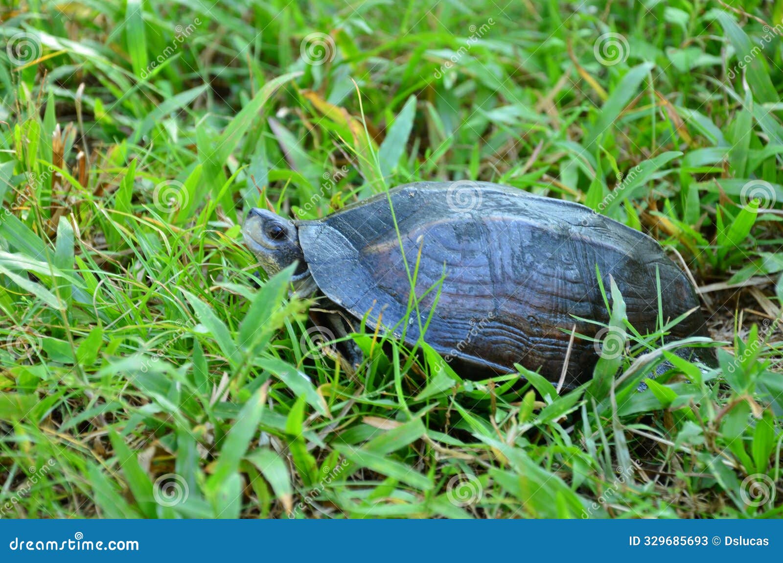 Freshwater turtle stock image. Image of tropical, claws - 329685693
