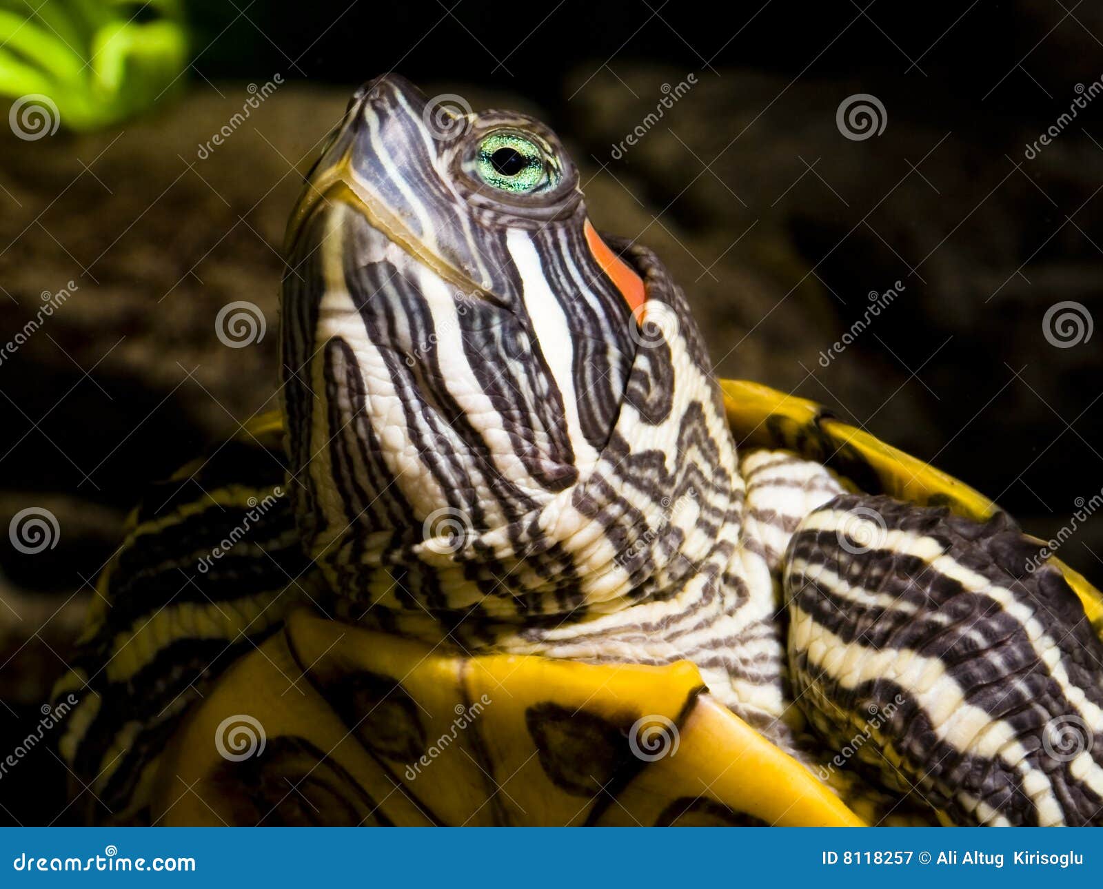 Turtle Head Royalty-Free Stock Photography | CartoonDealer.com #111893