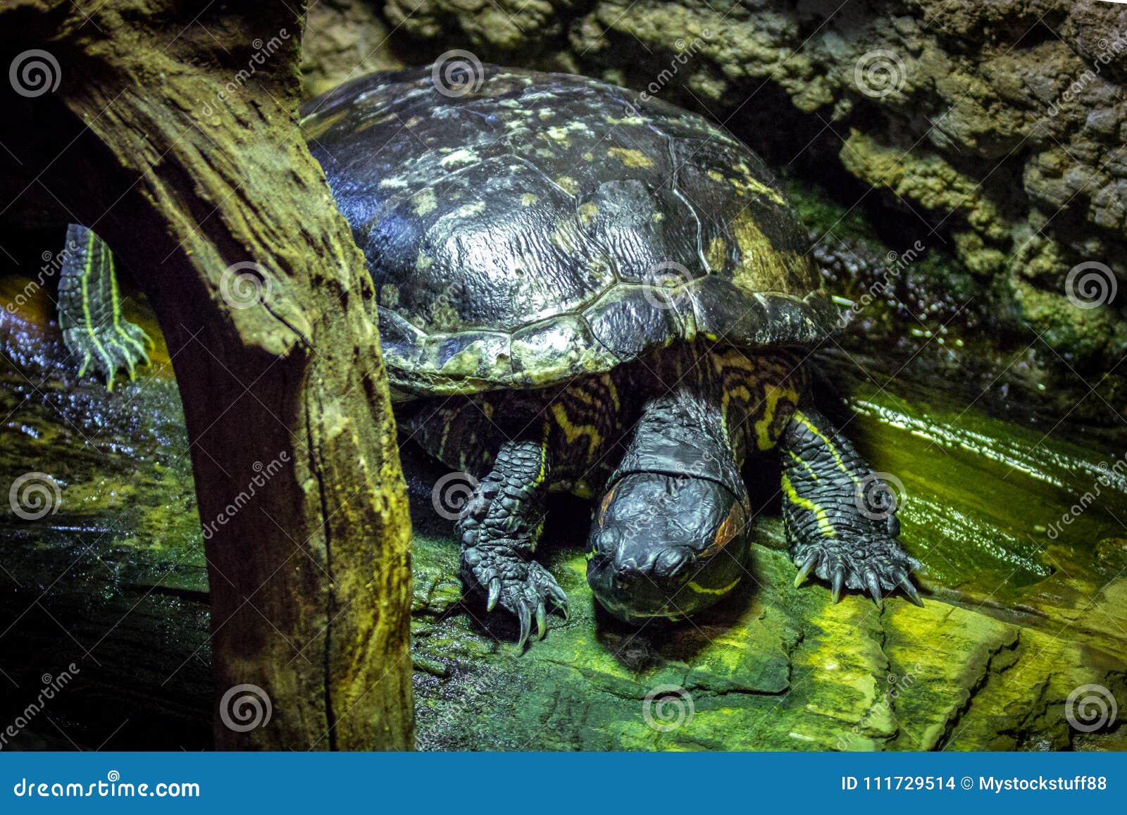 Freshwater turtles resting stock photo. Image of wildlife - 111729514