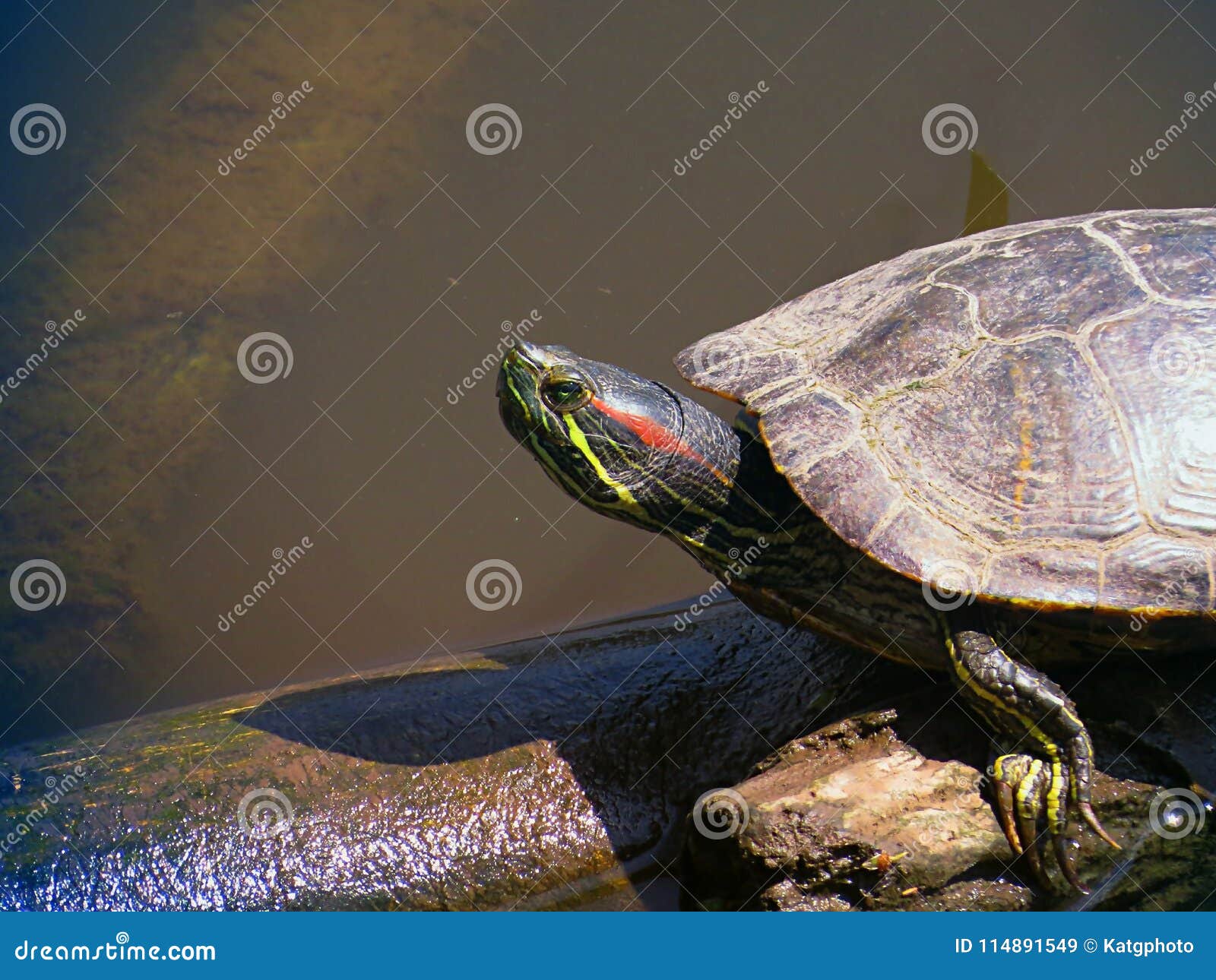 Turtle Resting on a Log in the Water Stock Image - Image of chrysemys ...