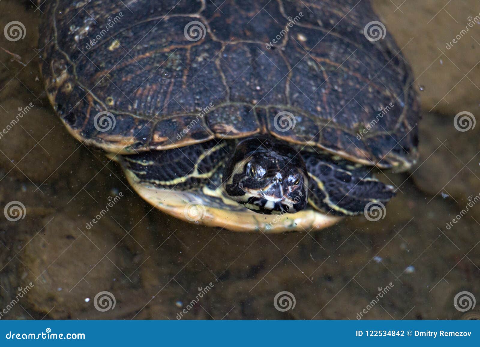 Freshwater turtle stock photo. Image of reptile, fresh - 122534842