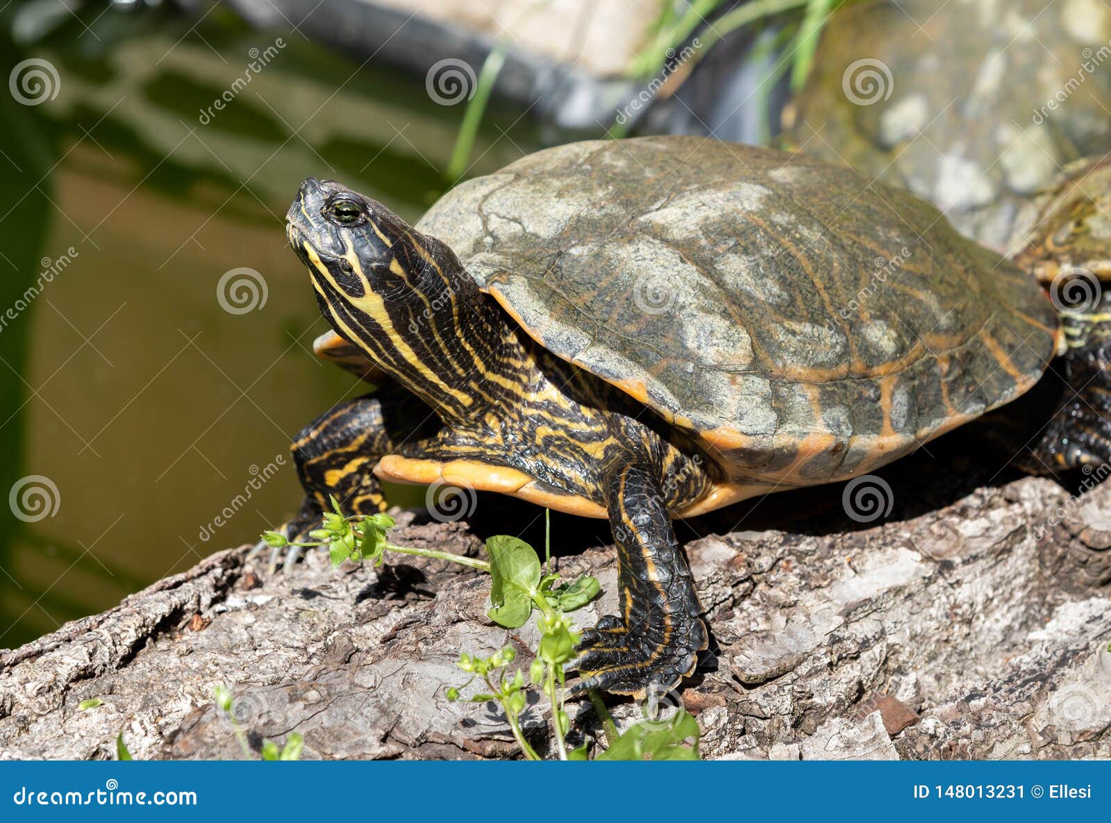 Freshwater Turtle Outside Pond Stock Image - Image of aquatic, shell ...