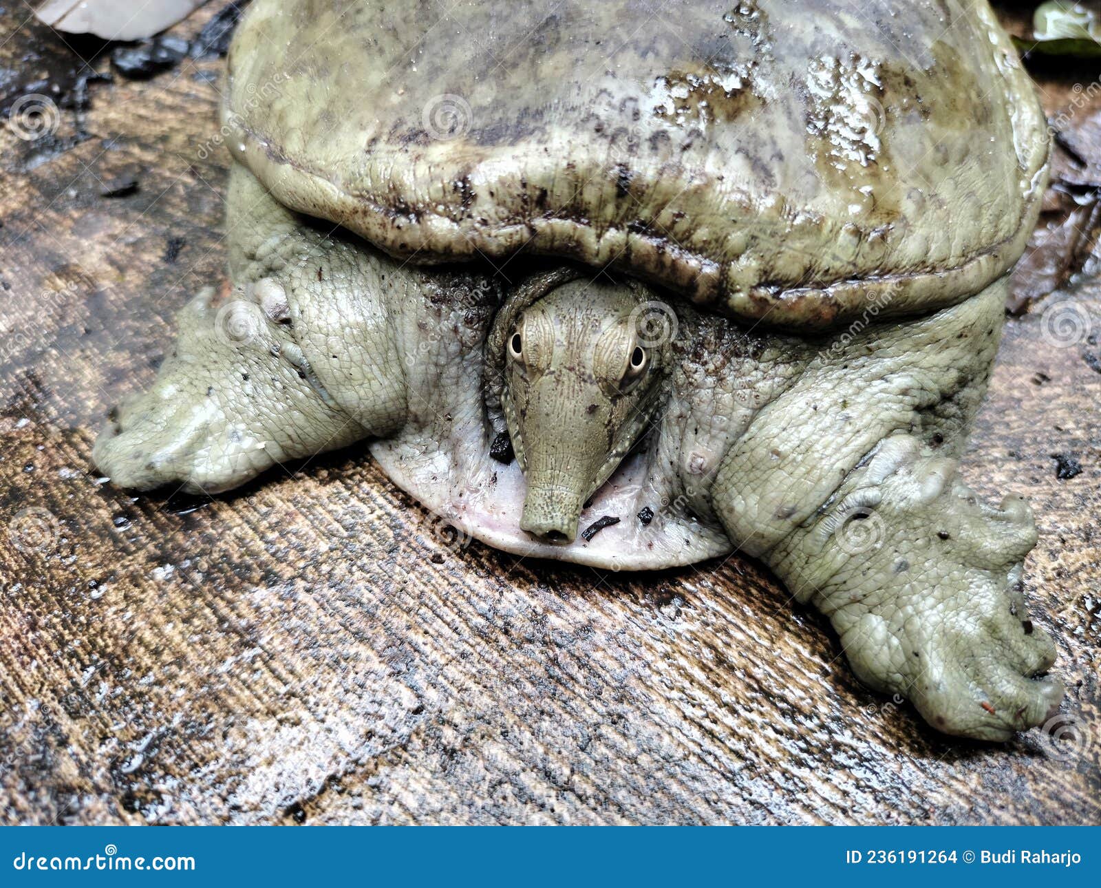A Freshwater Turtle with a Smooth Shell Stock Photo - Image of ...
