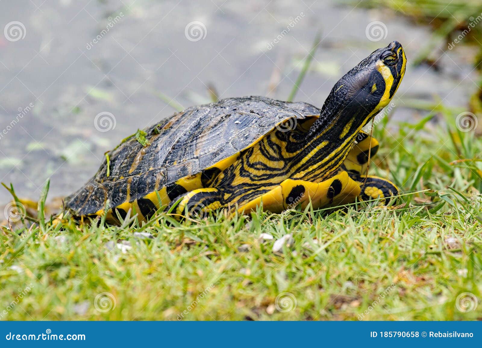 Freshwater Turtle stock photo. Image of pond, carapace - 185790658
