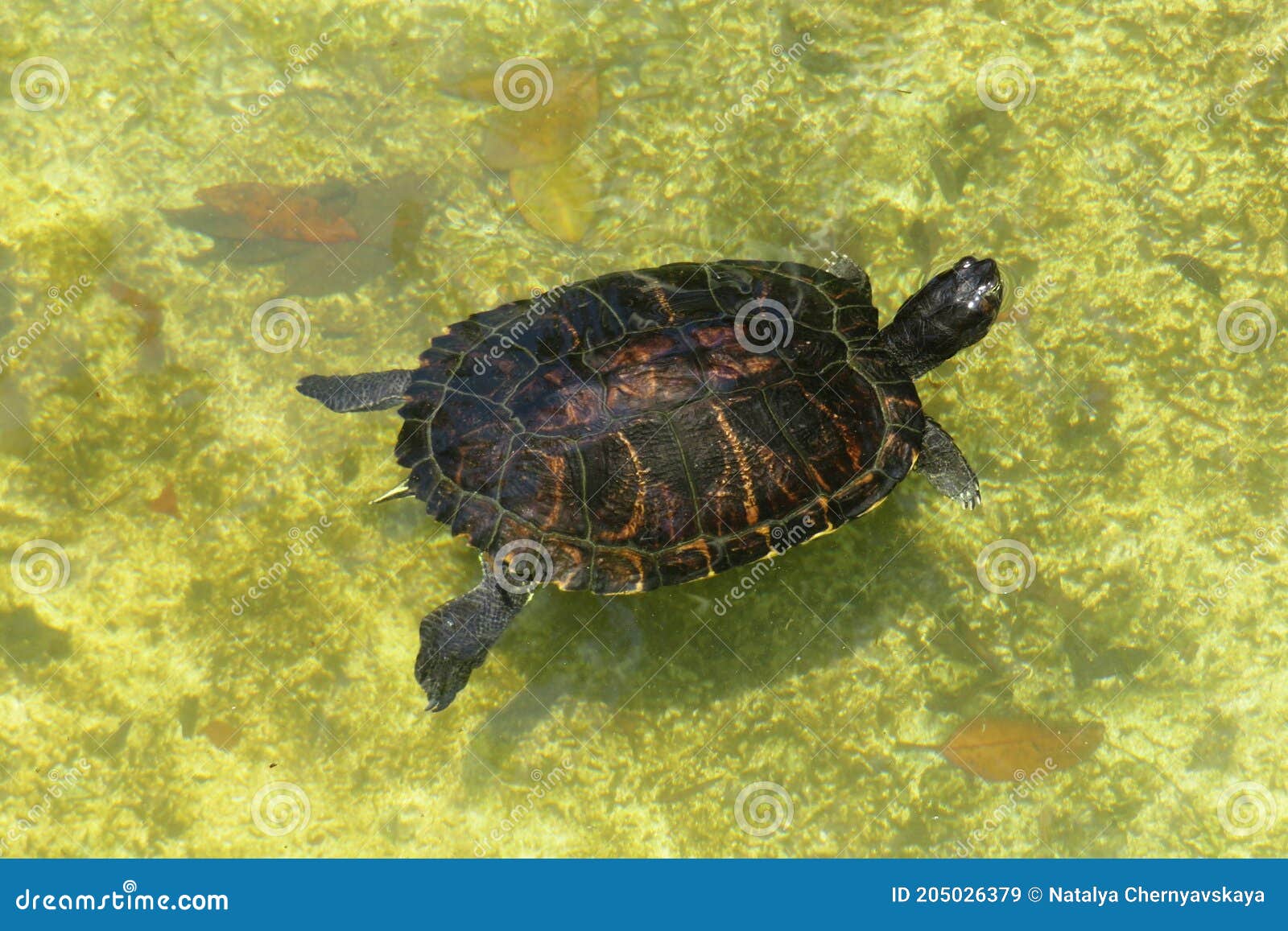 Turtles in the Pond, Closeup Stock Image - Image of carapace, swim ...