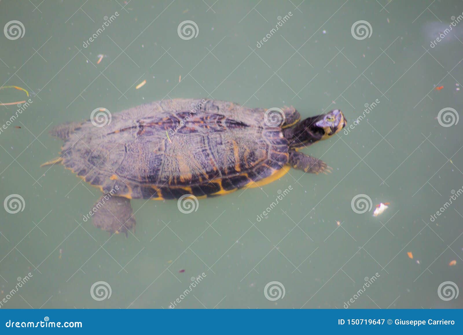 Freshwater Turtles Freshwater Turtles are Small or Medium-sized Turtles ...