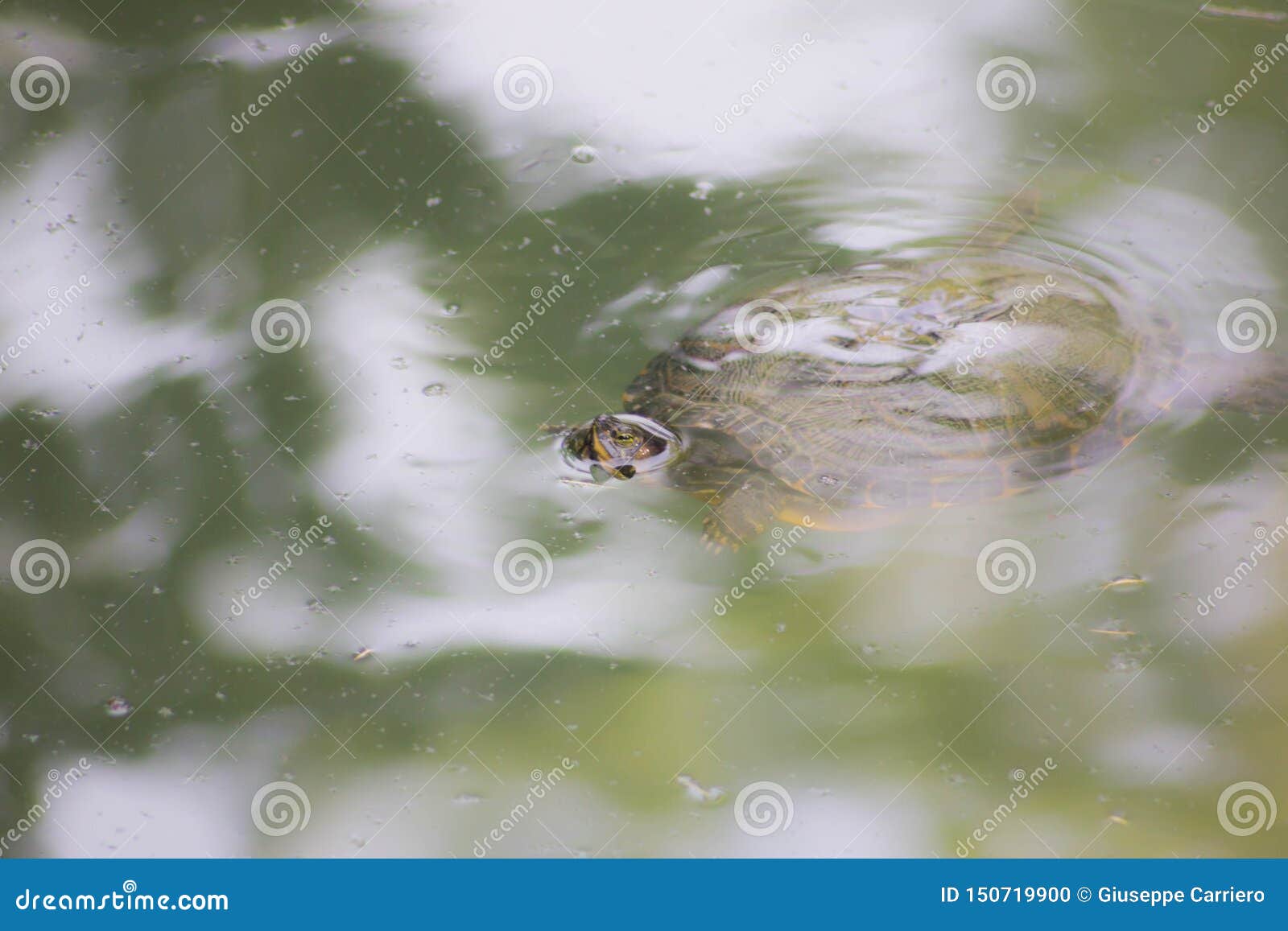 Freshwater Turtles Freshwater Turtles are Small or Medium-sized Turtles ...