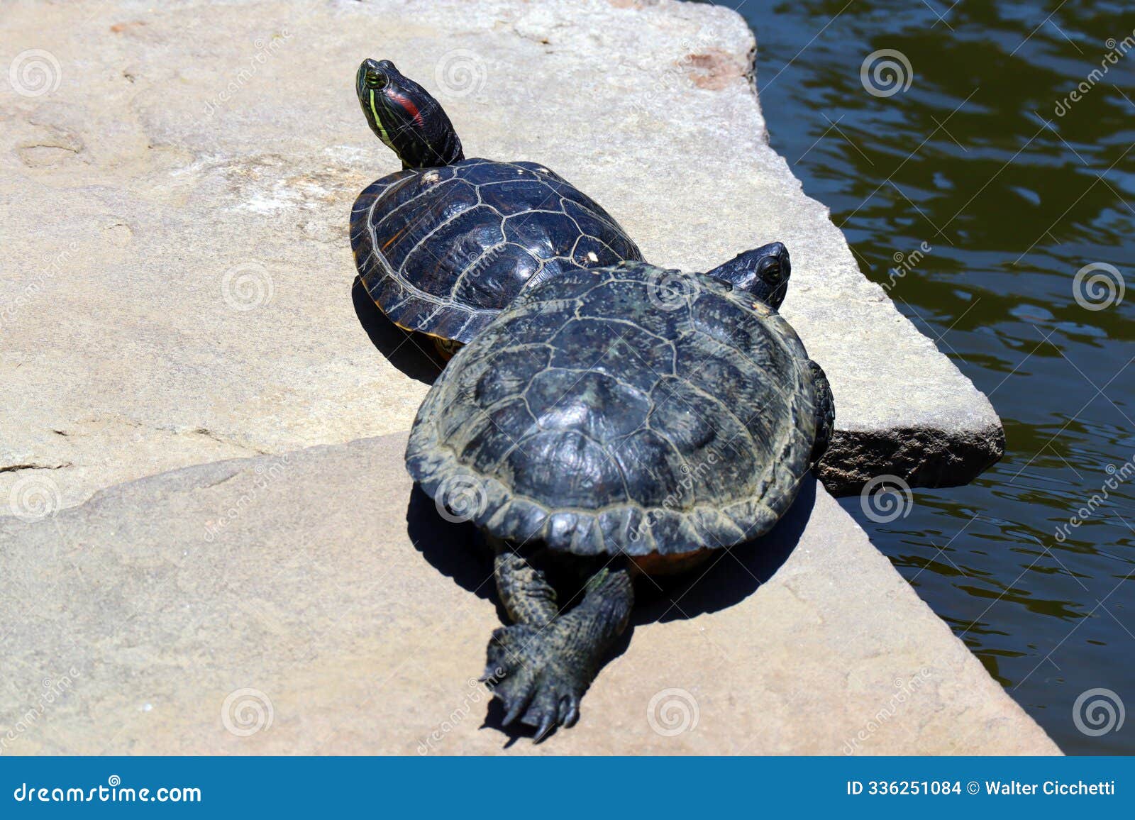 Freshwater Turtles (Trachemys Scripta) Taking a Sunbathing Stock Photo ...