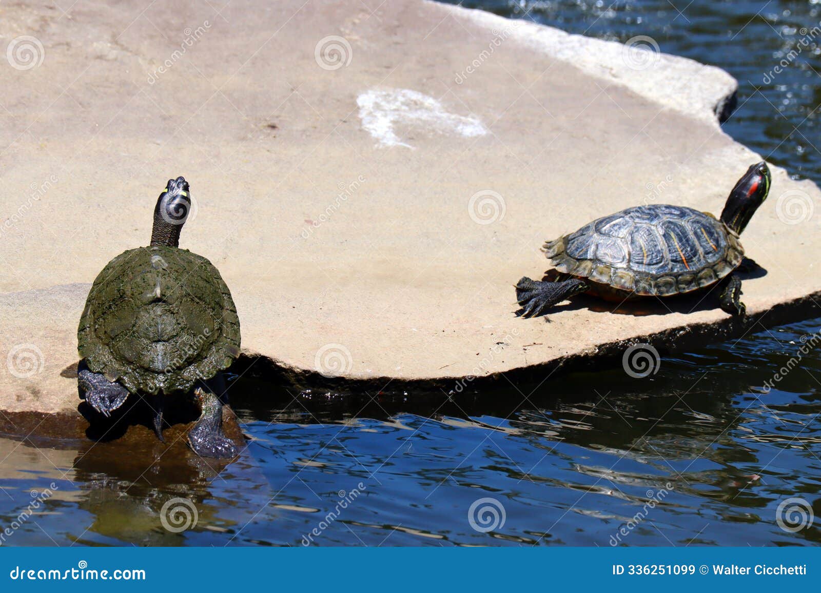 Freshwater Turtles (Trachemys Scripta) Taking a Sunbathing Stock Image - Image of sunlight, pond ...