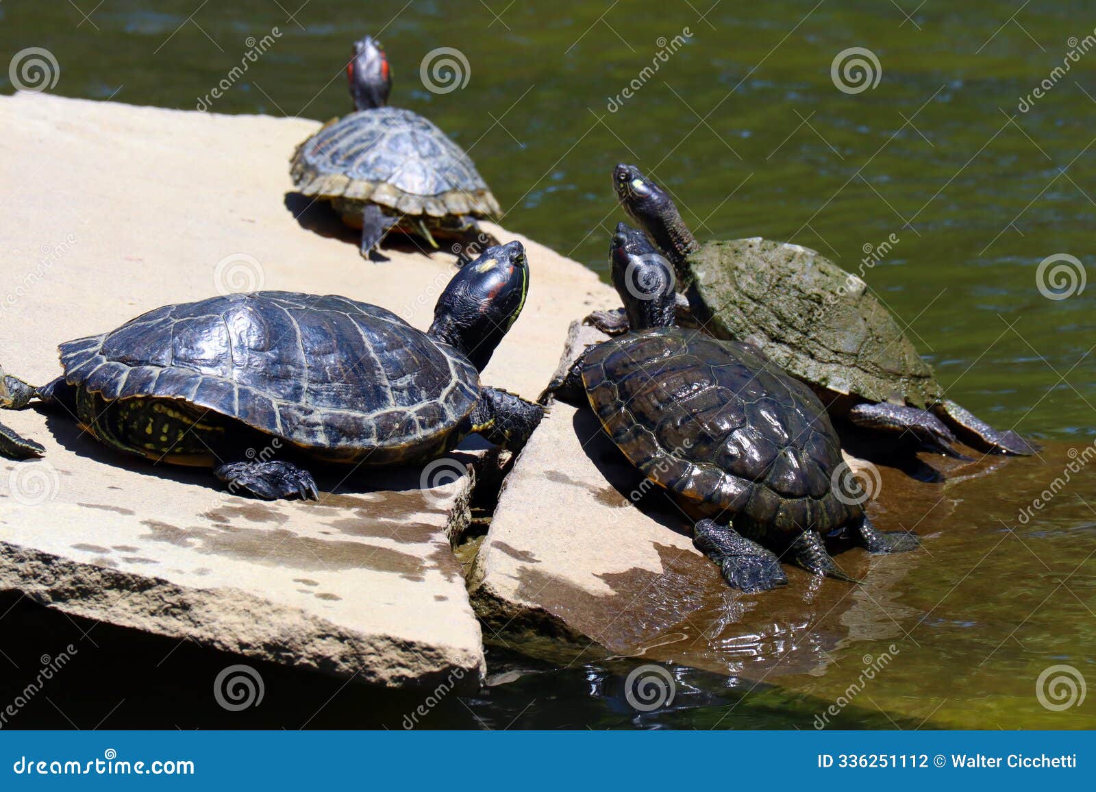 Freshwater Turtles (Trachemys Scripta) Taking a Sunbathing Stock Photo ...