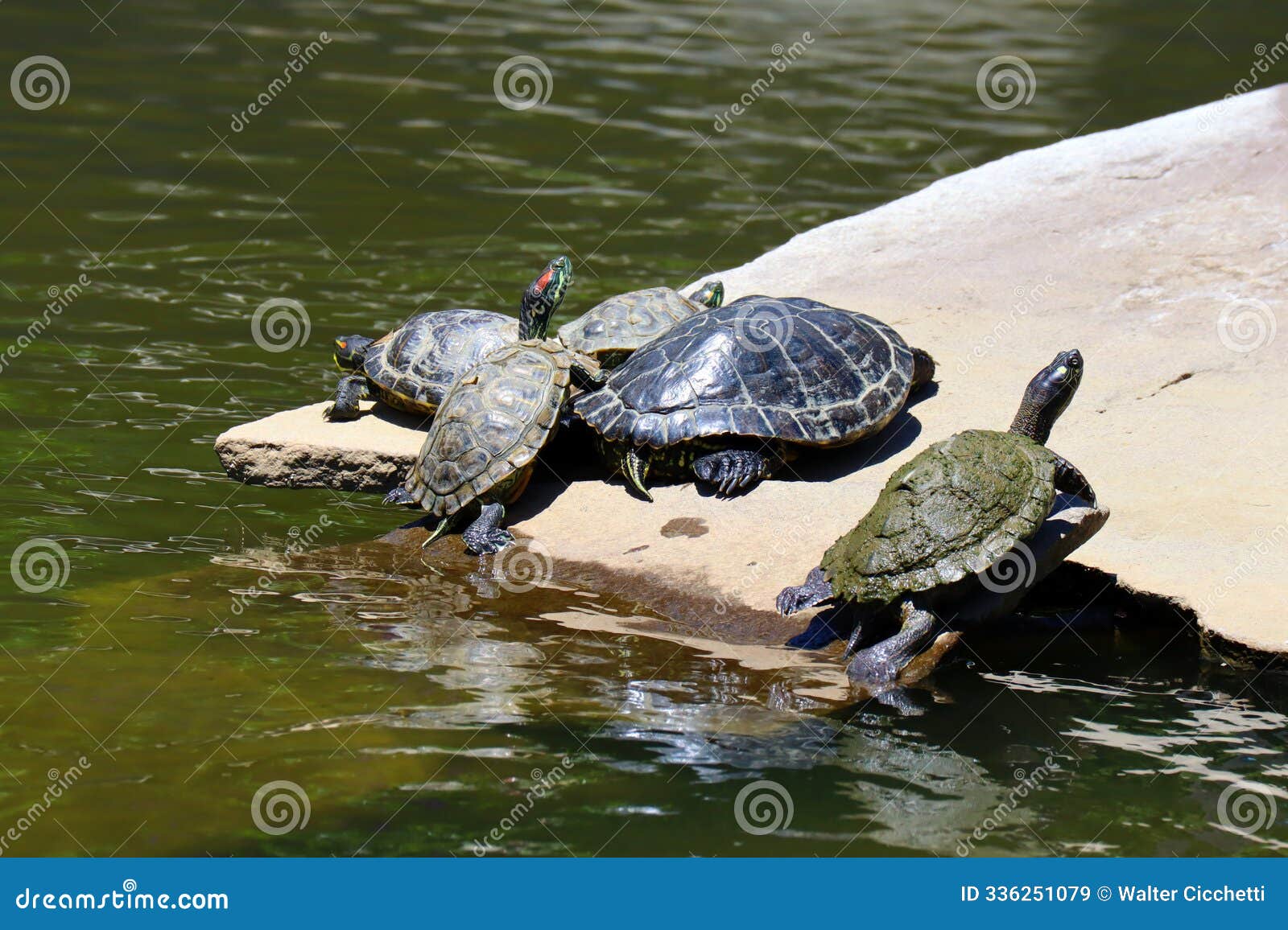 Freshwater Turtles (Trachemys Scripta) Taking a Sunbathing Stock Image - Image of turtles, fauna ...