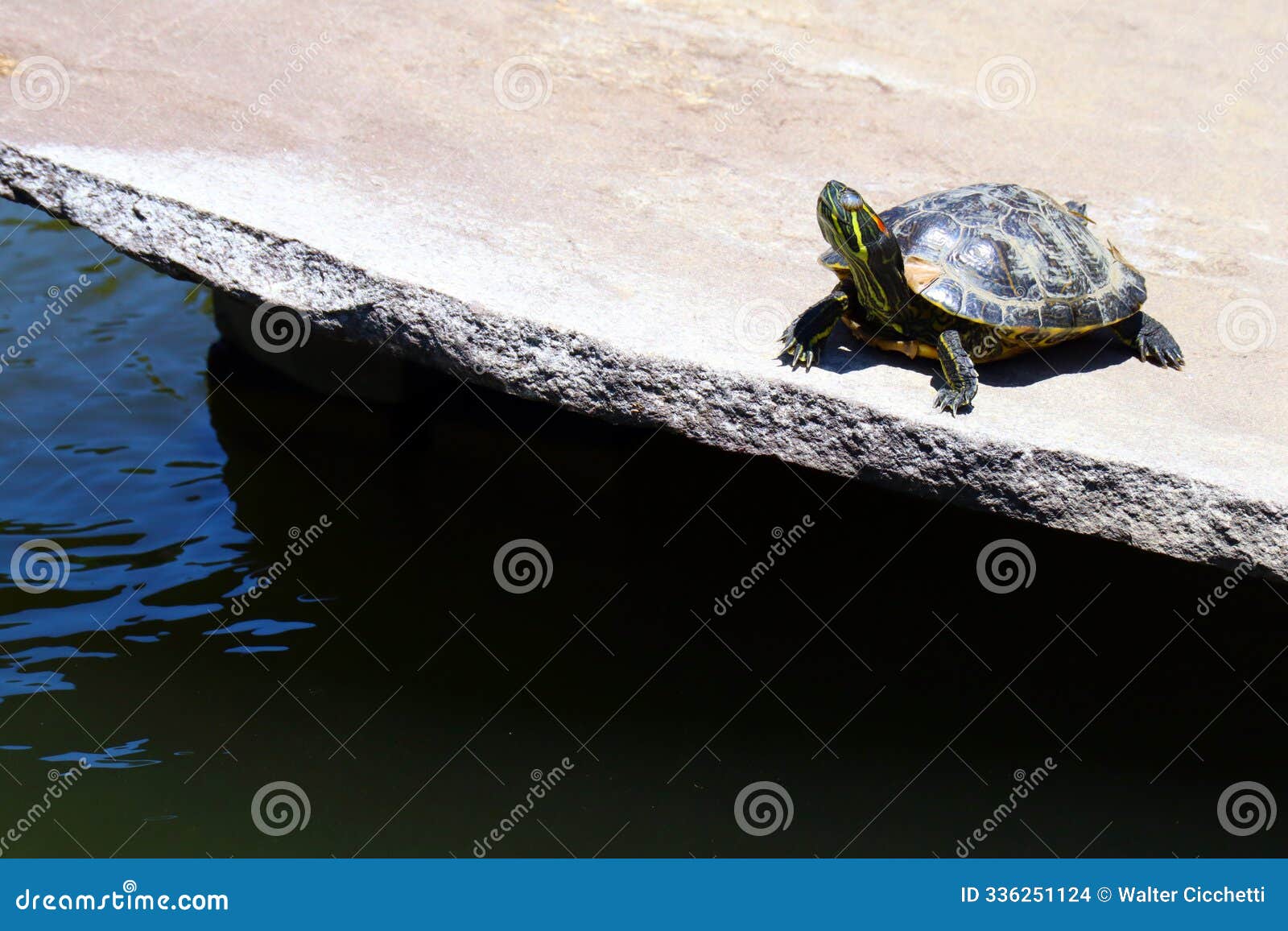 Freshwater Turtles (Trachemys Scripta) Taking a Sunbathing Stock Photo ...