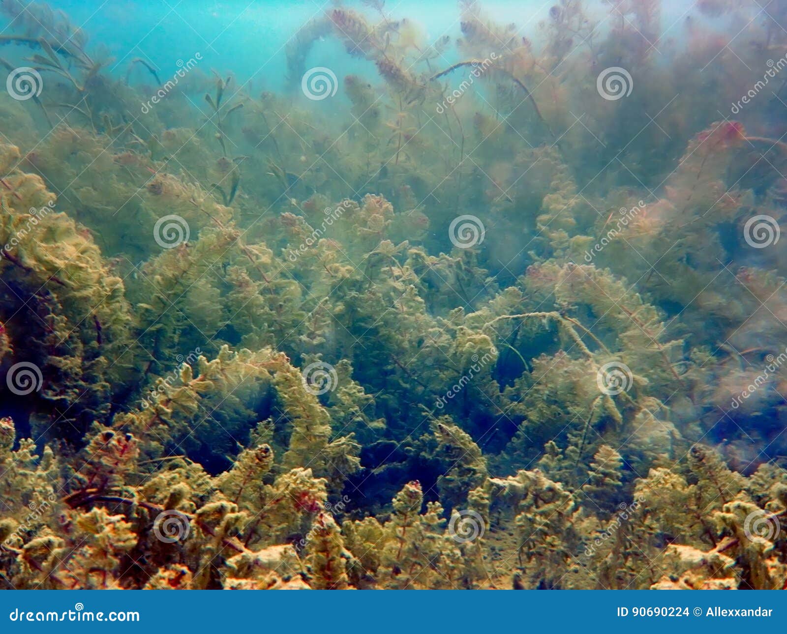 Freshwater Underwater Scene Freshwater Fish Rivers and Lakes Stock ...