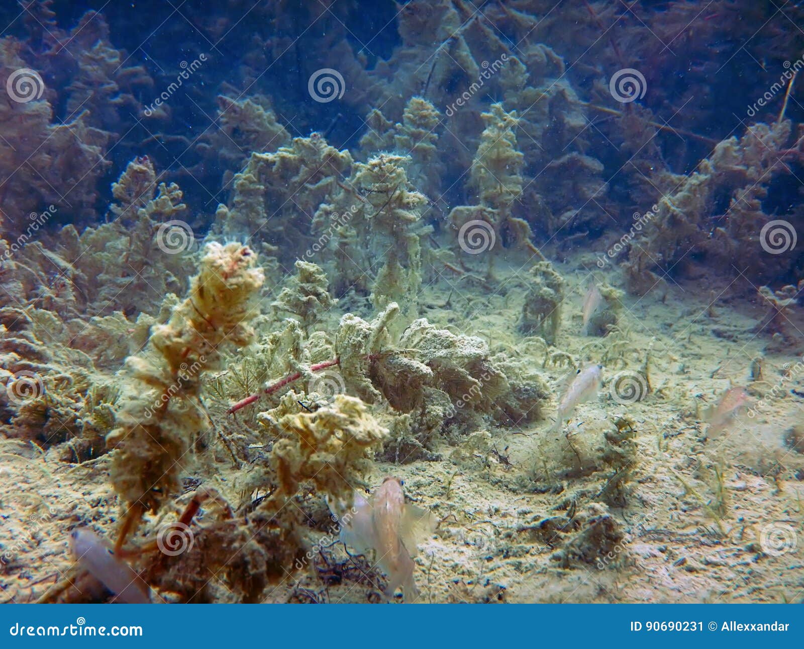 Freshwater Underwater Scene Freshwater Fish Rivers and Lakes Stock ...