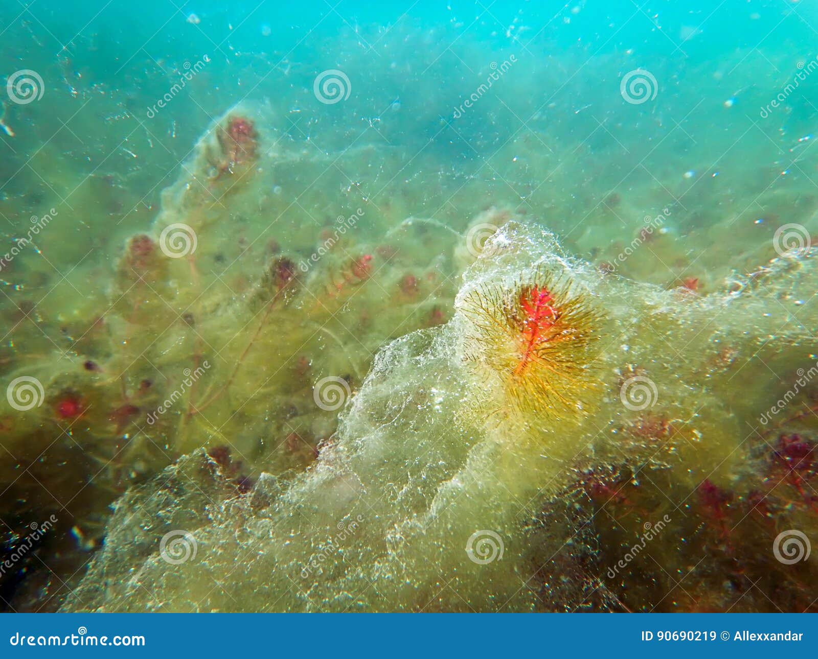 Freshwater Underwater Scene Freshwater Rivers and Lakes Stock Image ...