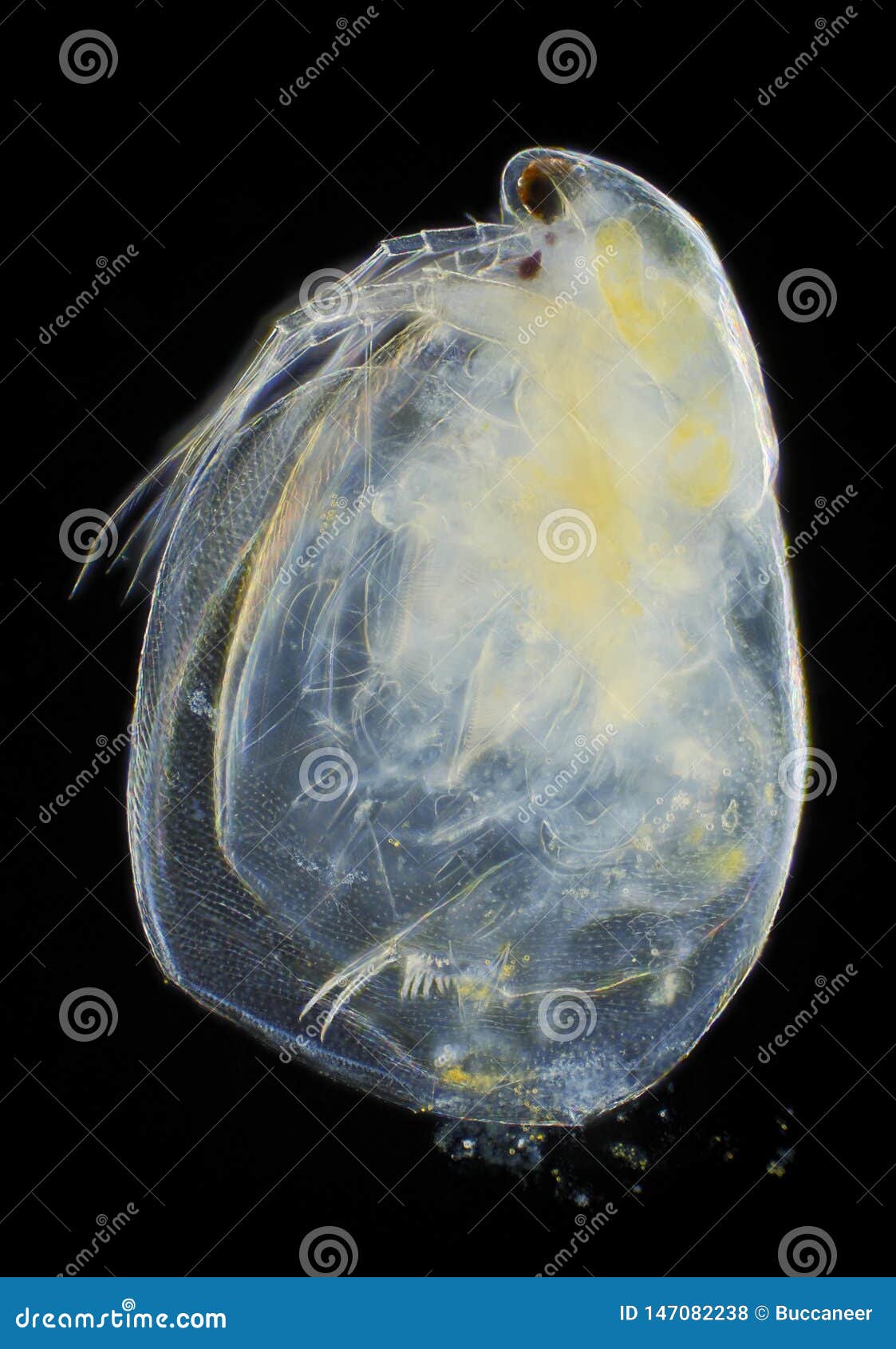 Freshwater Water Flea (Daphnia Magna) Royalty-Free Stock Image ...