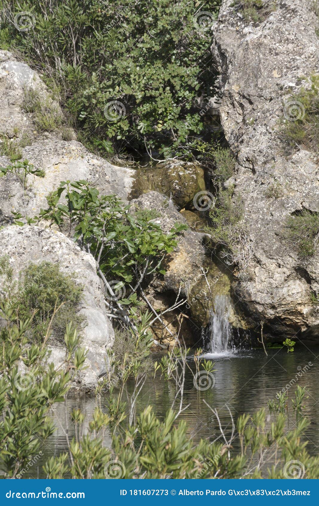 Freshwater Waterfall in Swamp Stock Image - Image of plant, waterfall ...