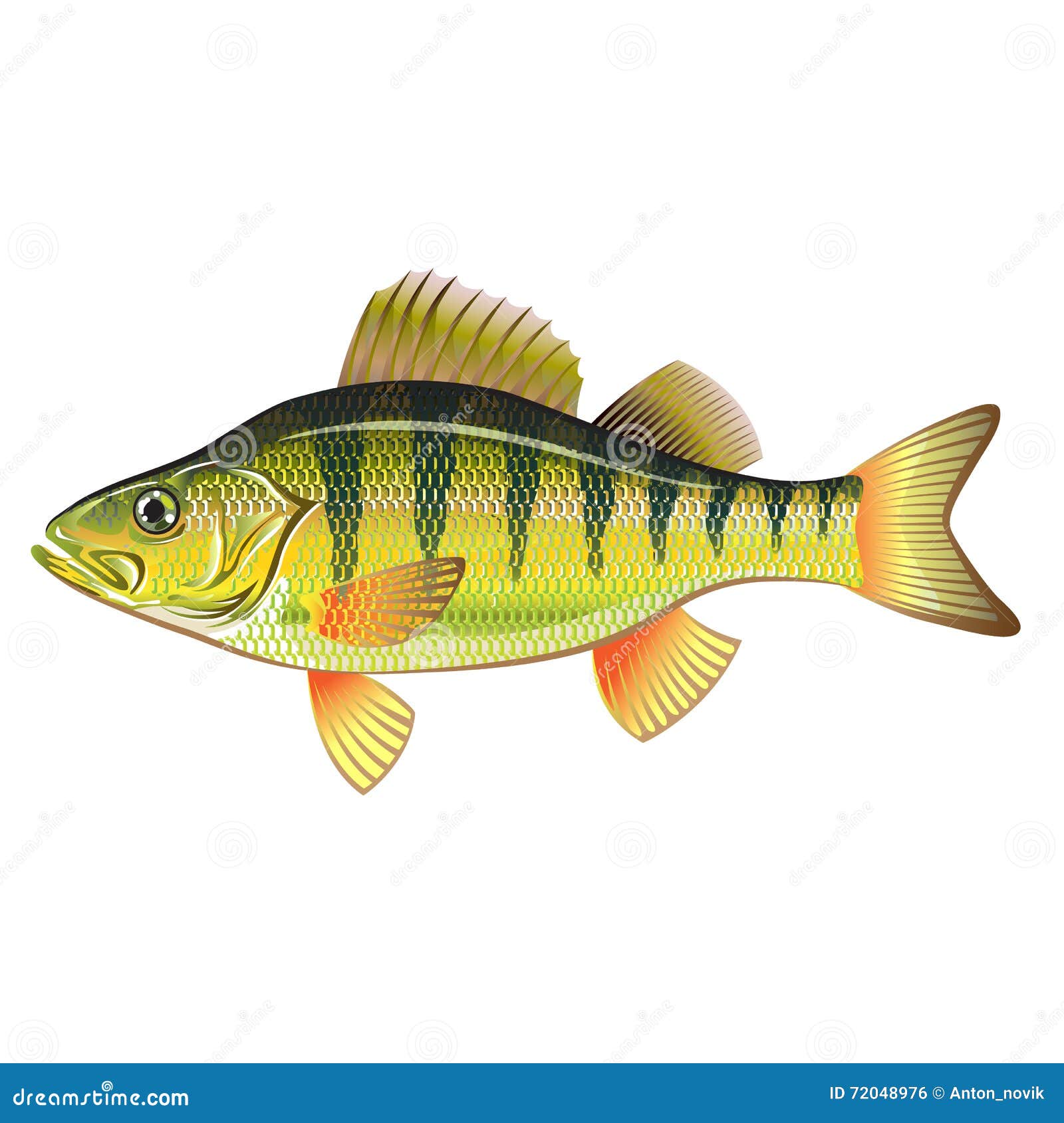 Freshwater Perch