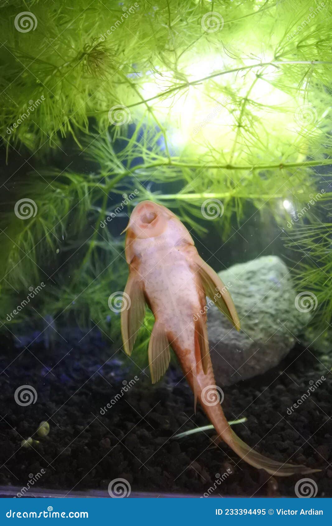 Freshwater Young Albino Broom Broom Fish Stock Image - Image of albino ...