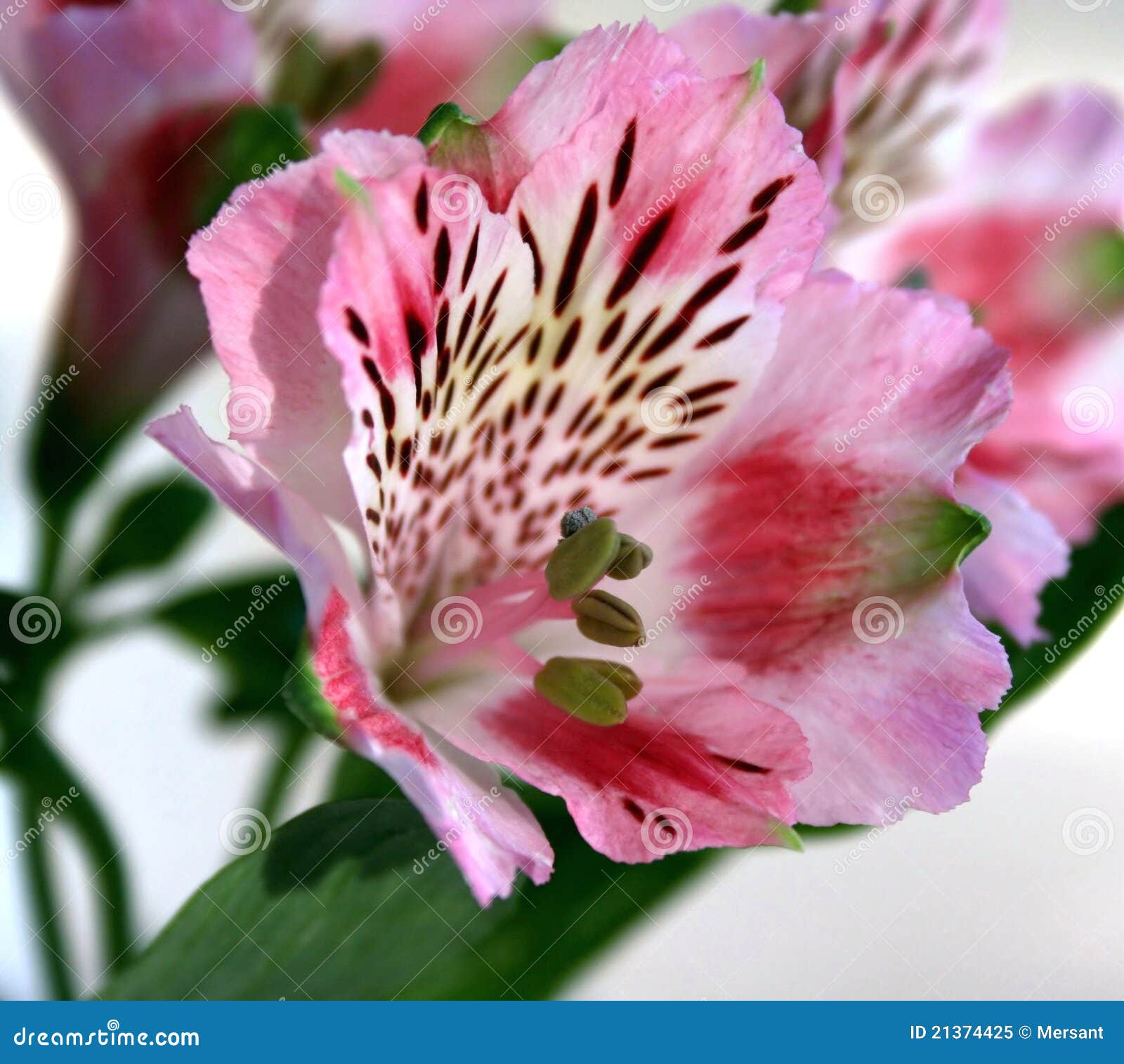 Fresia stock image. Image of fresia, beautiful, fresias - 21374425