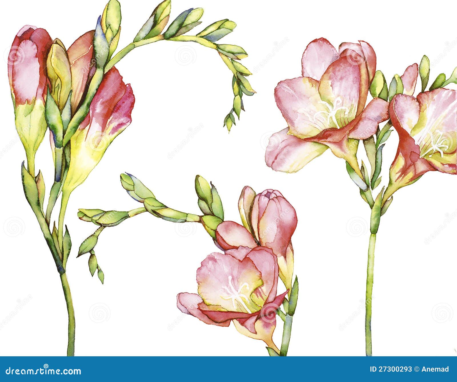 Fresia stock image. Image of flower, love, detail, fragrance - 27300293