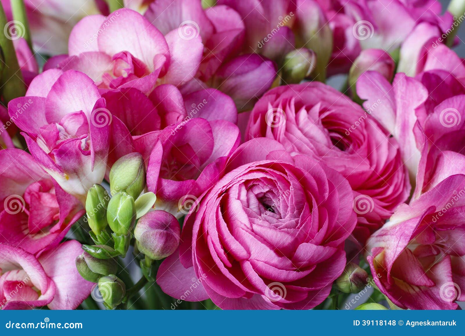 Fresia Rosa E Fiori Persiani Del Ranuncolo Fotografia Stock - Immagine ...