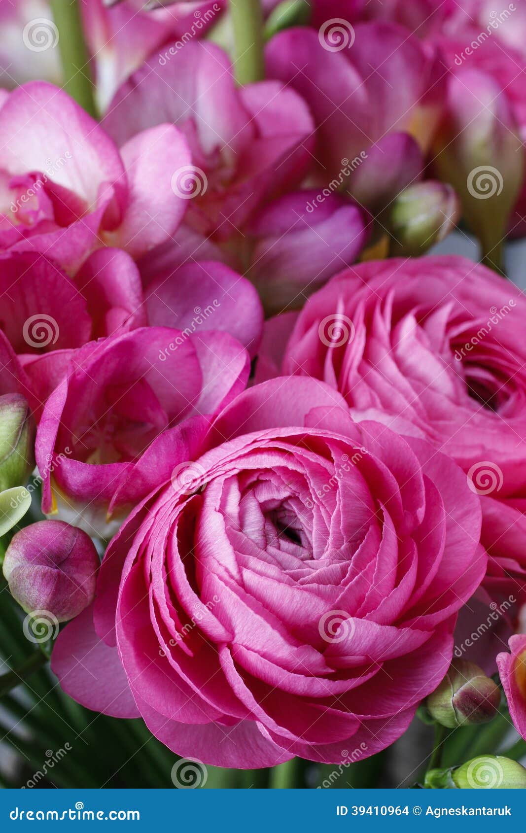 Fresia Rosa E Ranuncolo Persiano Rosa Fotografia Stock - Immagine di ...