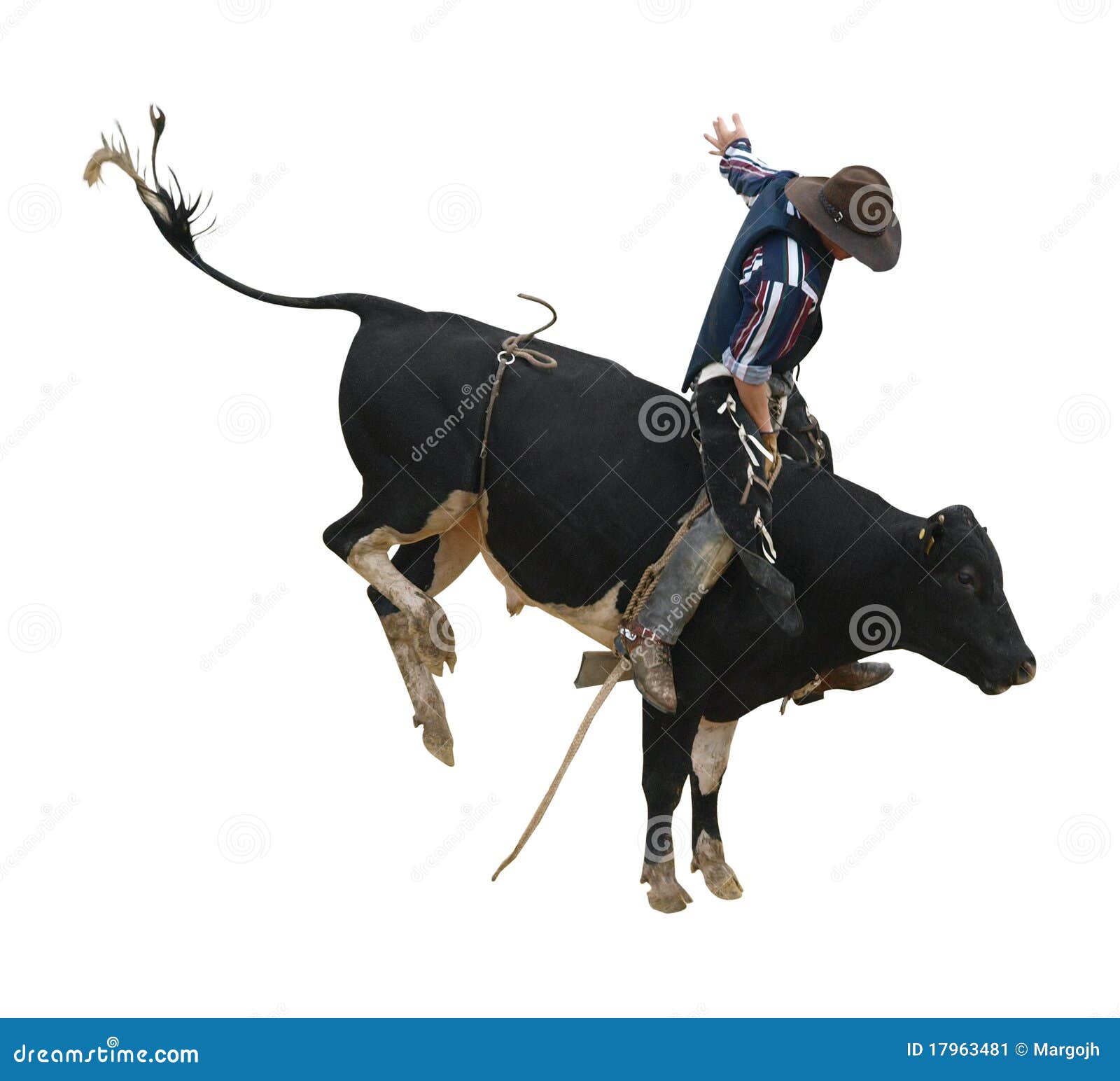 Fresian Bucking Bull with Cowboy Stock Image - Image of isolated, reins ...
