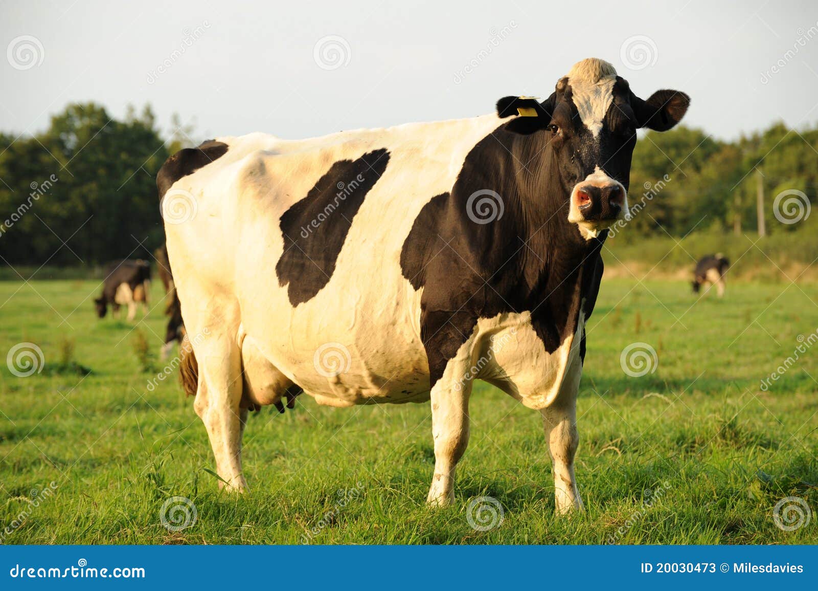 Fresian Cow stock image. Image of feild, cows, dairy - 20030473