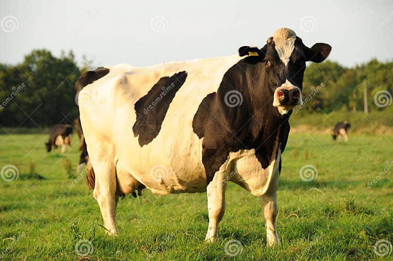 Fresian Cow stock image. Image of feild, cows, dairy - 20030473