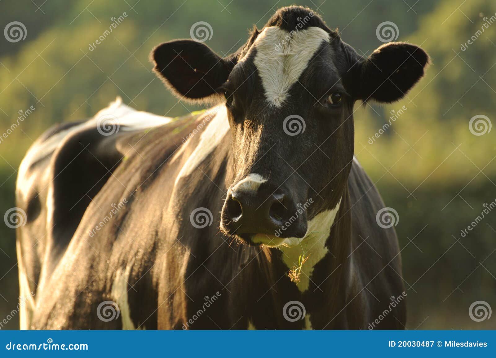 Fresian Cow stock image. Image of heffer, pasture, horn - 20030487