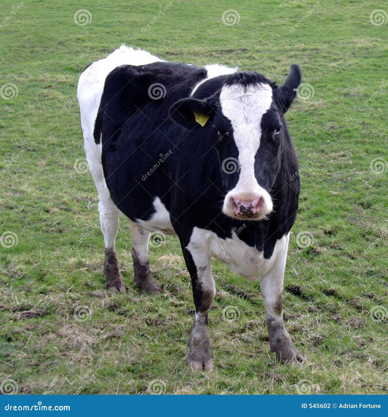 Fresian cow stock photo. Image of breeding, beef, cattle - 545602