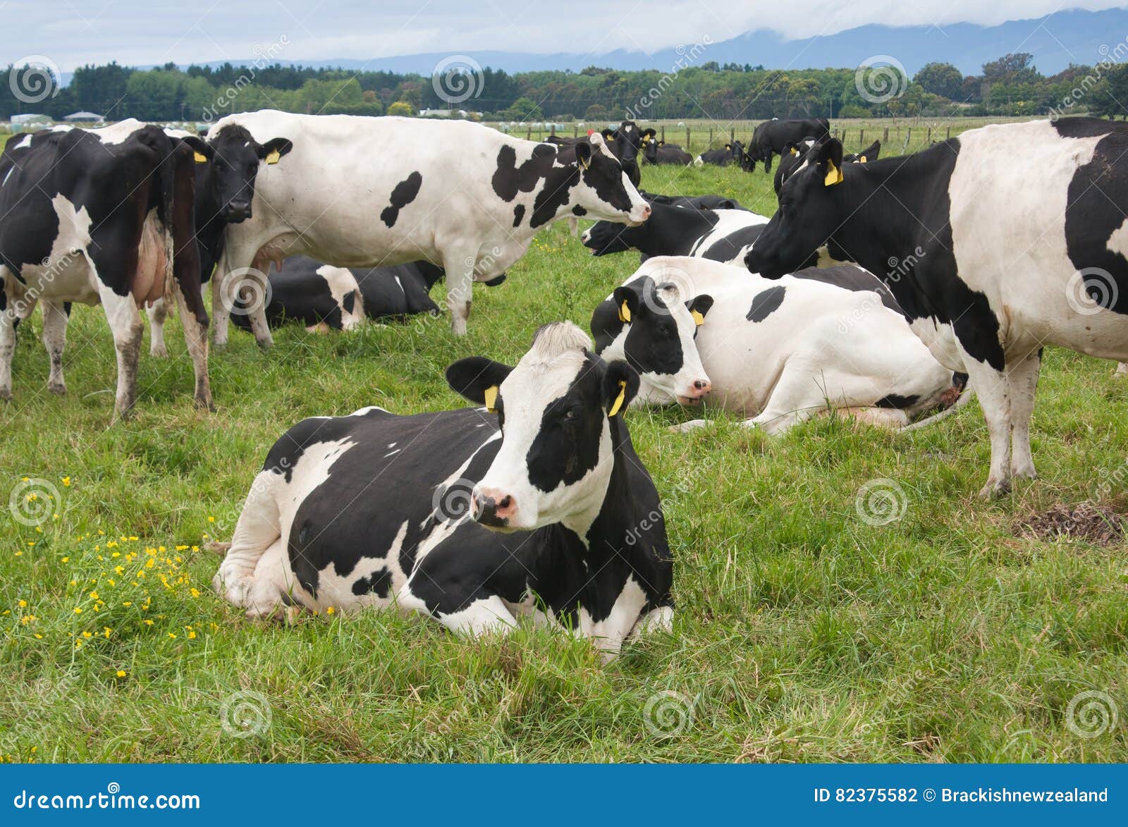 Fresian Cows stock photo. Image of rest, holstein, nature - 82375582