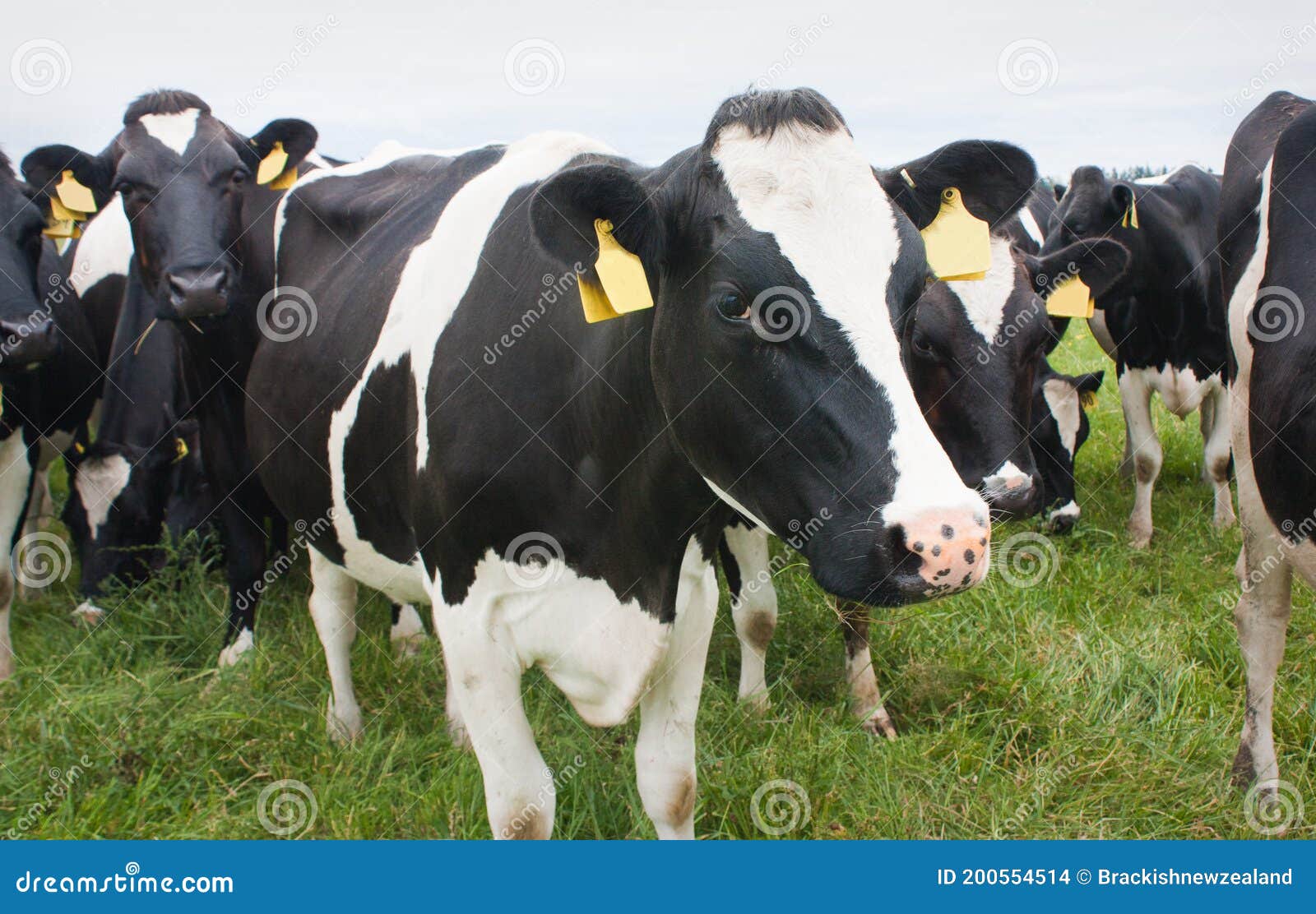 Fresian Cow stock photo. Image of pasture, white, farming - 200554514