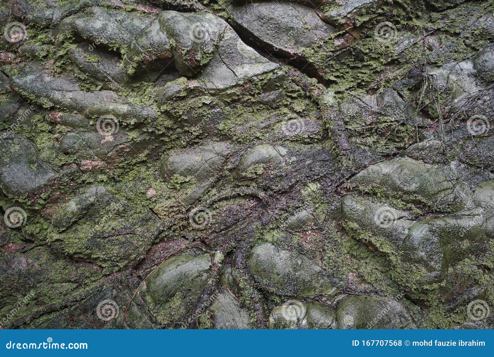 Rustic Texture on the Rocks in the Jungle Stock Photo - Image of ...
