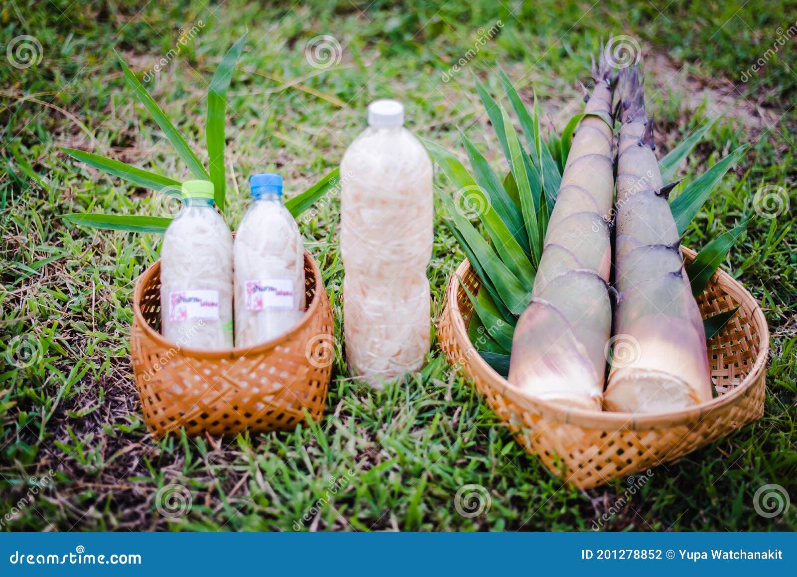 Fress Bamboo Shoot and Boiled Bamboo Shoot in Bottle Packaged on Ground ...