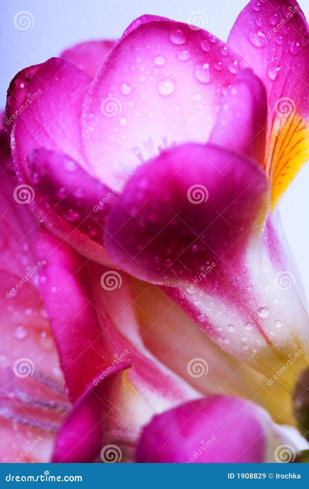 Fressia stock image. Image of nature, leaf, isolated, life - 1908829