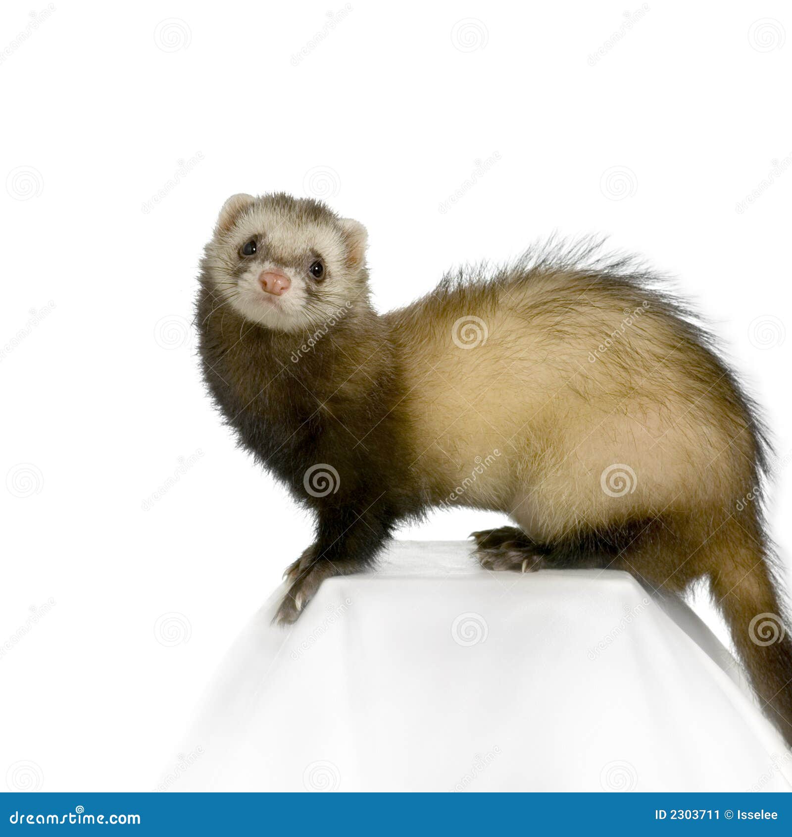 Fret stock afbeelding. Image of zoogdier, fret, binnenlands - 2303711