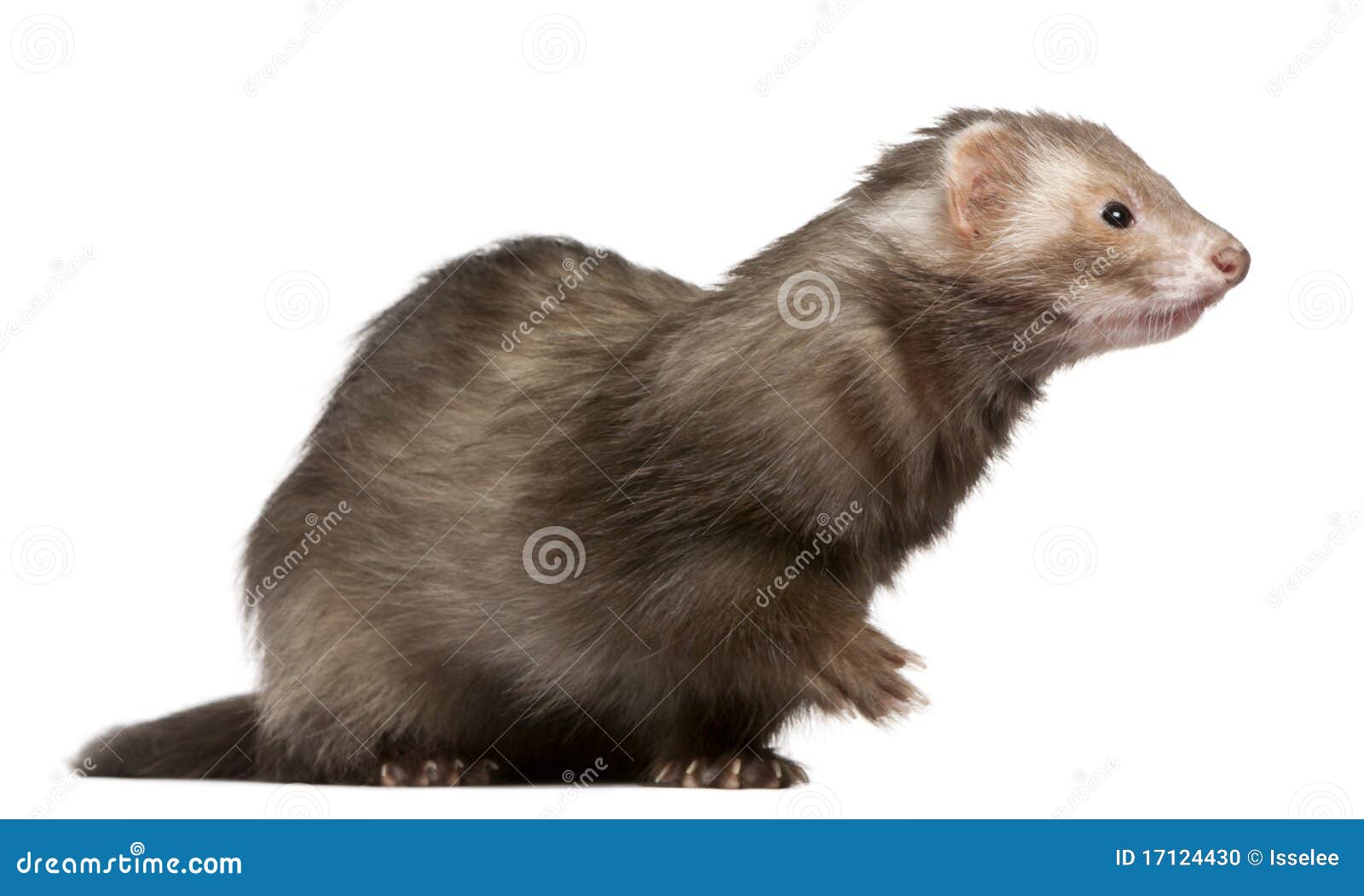 Fret, 3 Jaar Oud, Het Zitten Stock Foto - Image of zoogdier, ruimte ...