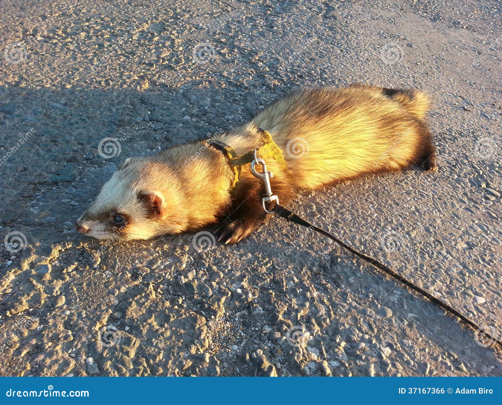 Fret stock foto. Image of vermoeid, fretten, fret, huisdieren - 37167366