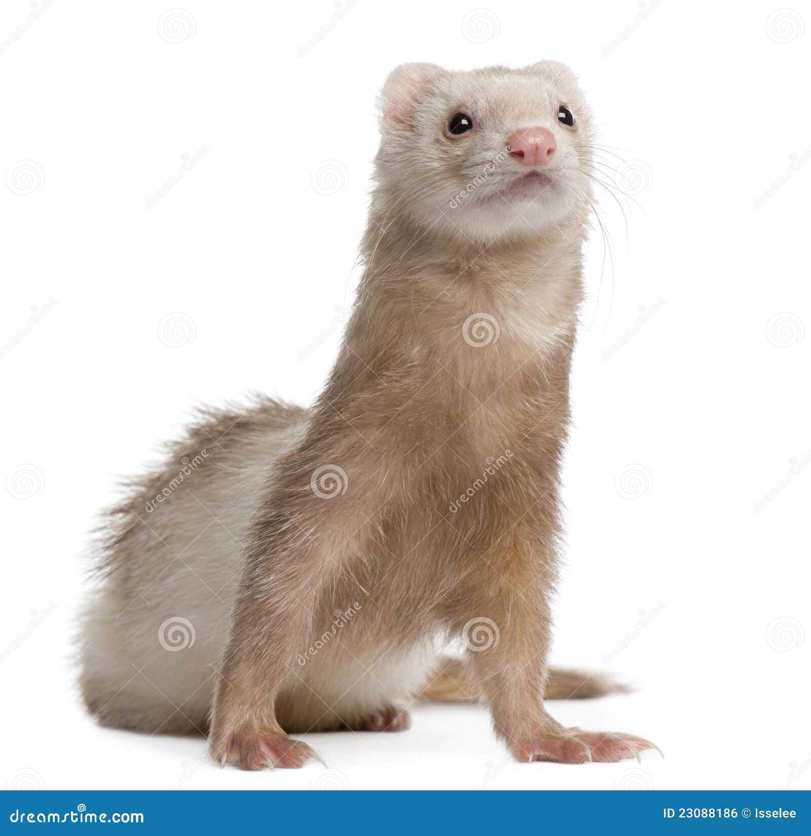 Fret, 4 Jaar Oud, Voor Witte Achtergrond Stock Foto - Image of dier ...