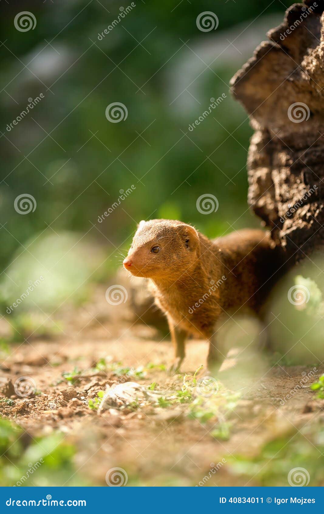 Fret stock afbeelding. Image of openlucht, dierentuin - 40834011