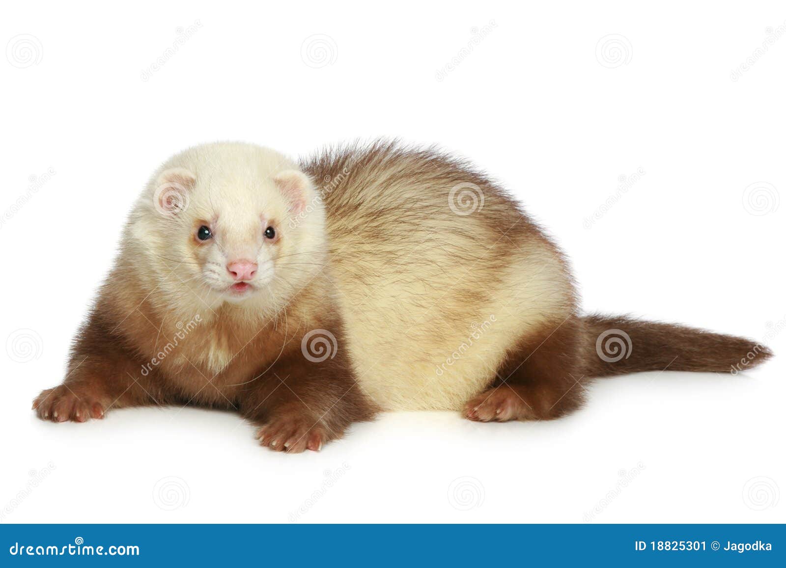 Fret (bunzing) stock afbeelding. Image of dieren, siamees - 18825301