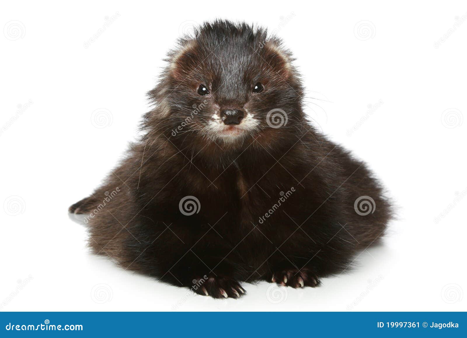 Fret Exotisch Op Een Witte Achtergrond Stock Afbeelding - Image of ...