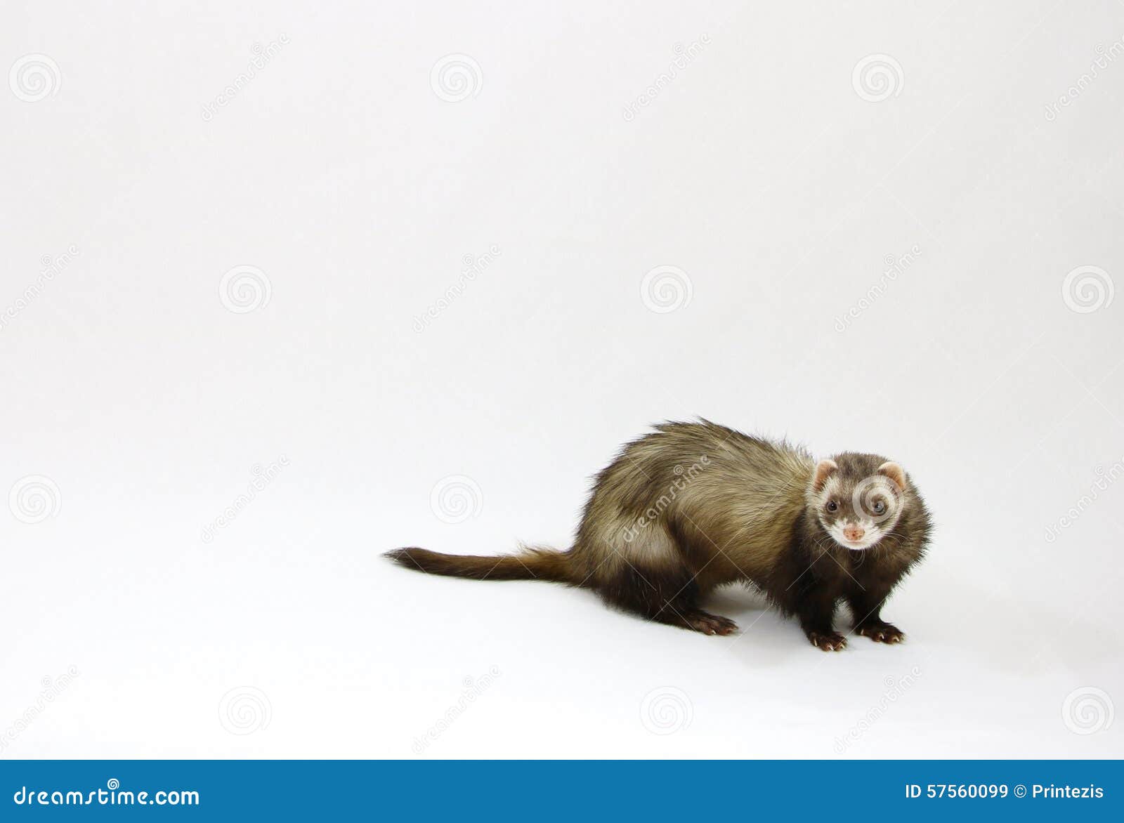 Fret Op Een Witte Achtergrond Stock Afbeelding - Image of volledig ...