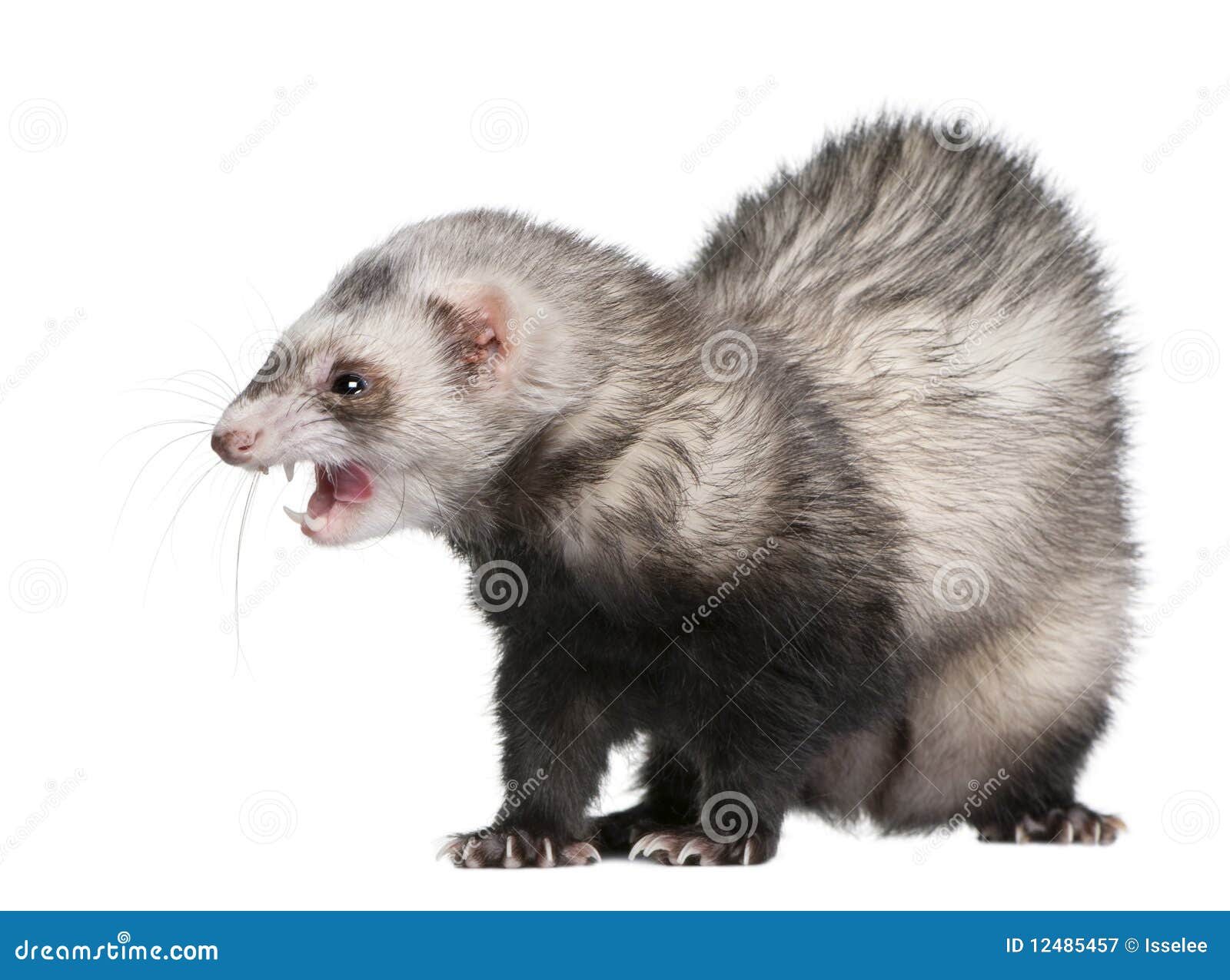 Fret Voor Witte Achtergrond Stock Afbeelding - Image of grijs, kruipen ...