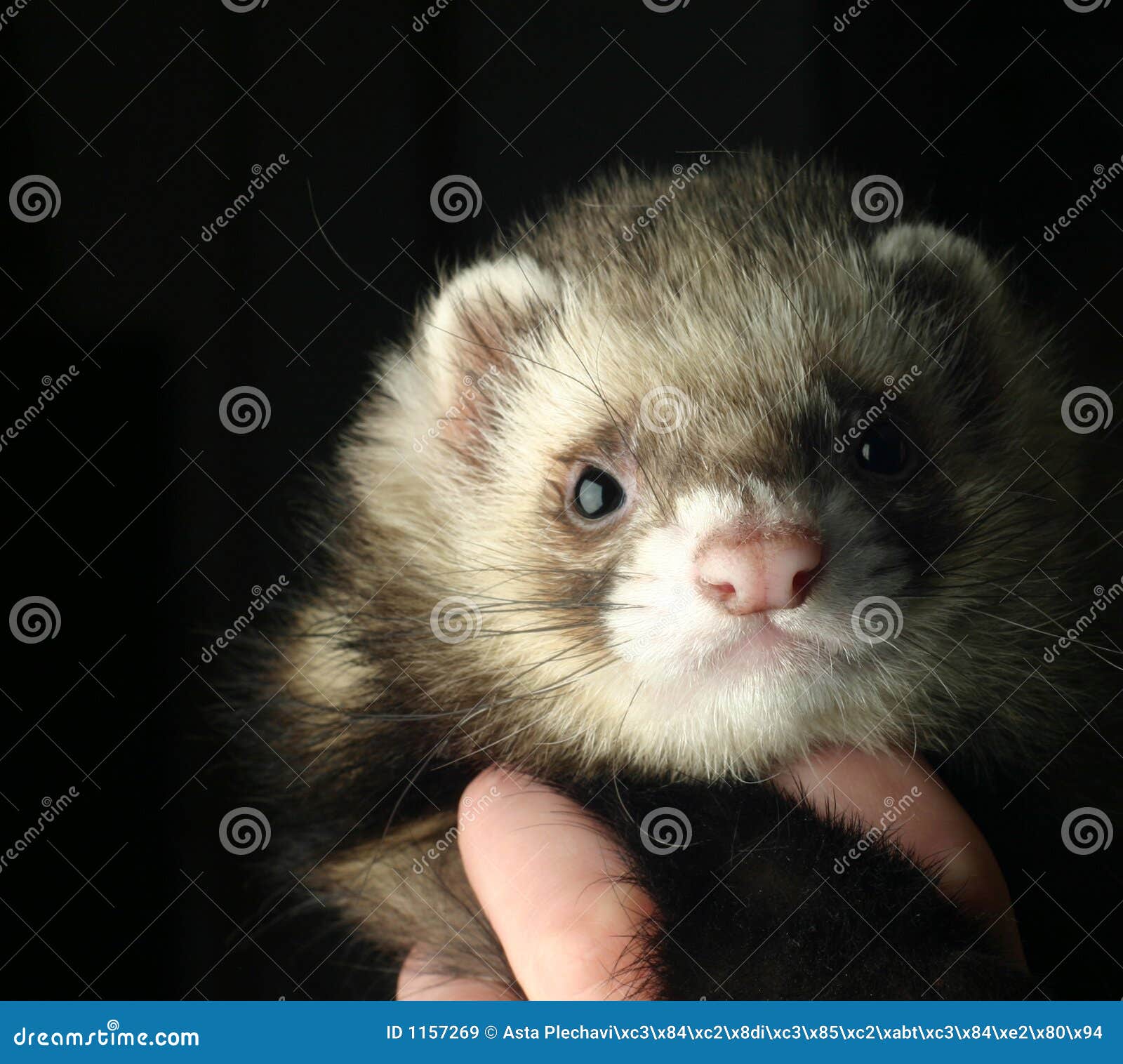 Fretka obraz stock. Obraz złożonej z domowy, przyczajenie - 1157269