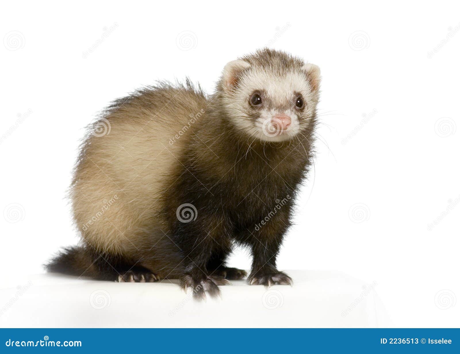 Frettchen stockbild. Bild von haustiere, frau, tier, frettchen - 2236513