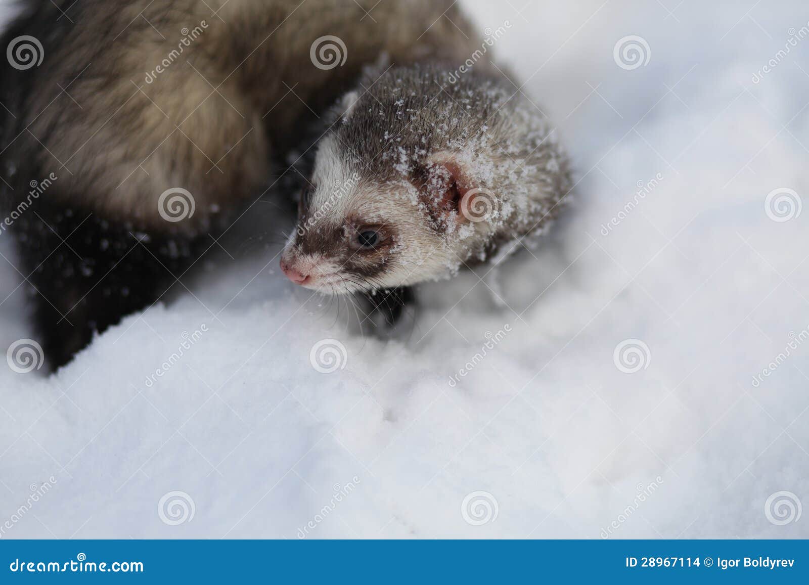 Frettchen stockfoto. Bild von säugetier, fangfederblech - 28967114