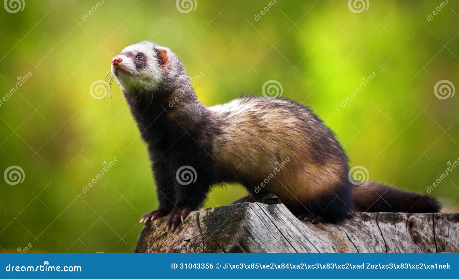 Frettchen stockfoto. Bild von tier, tiere, iltis, kätzchen - 31043356